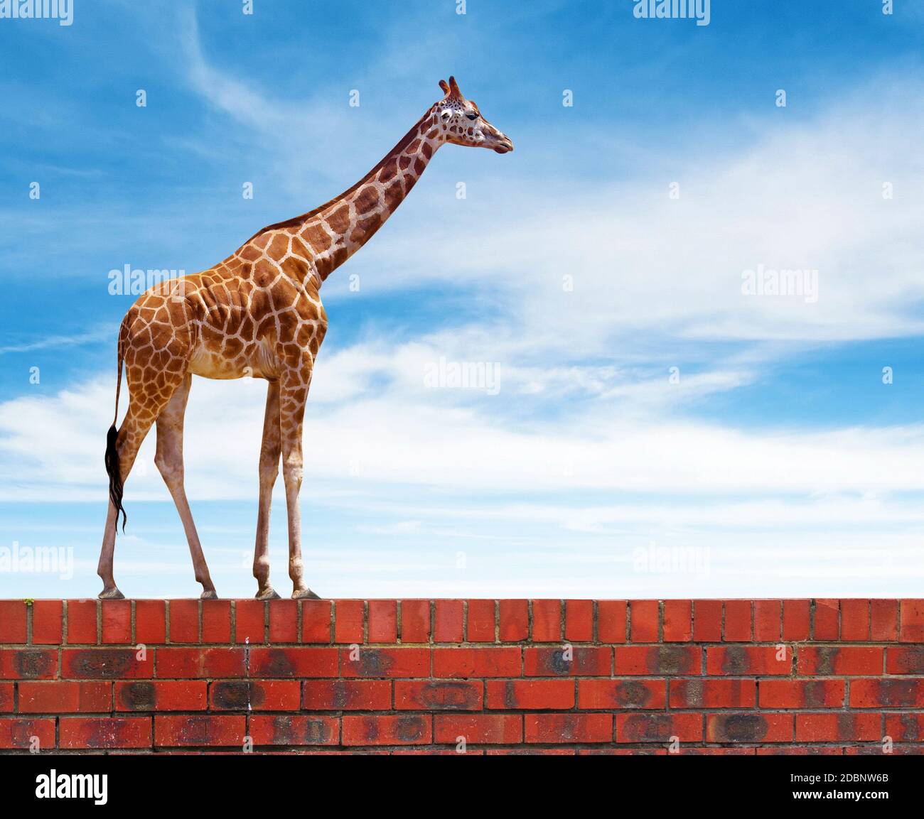 giraffe walking on brick surface Stock Photo - Alamy