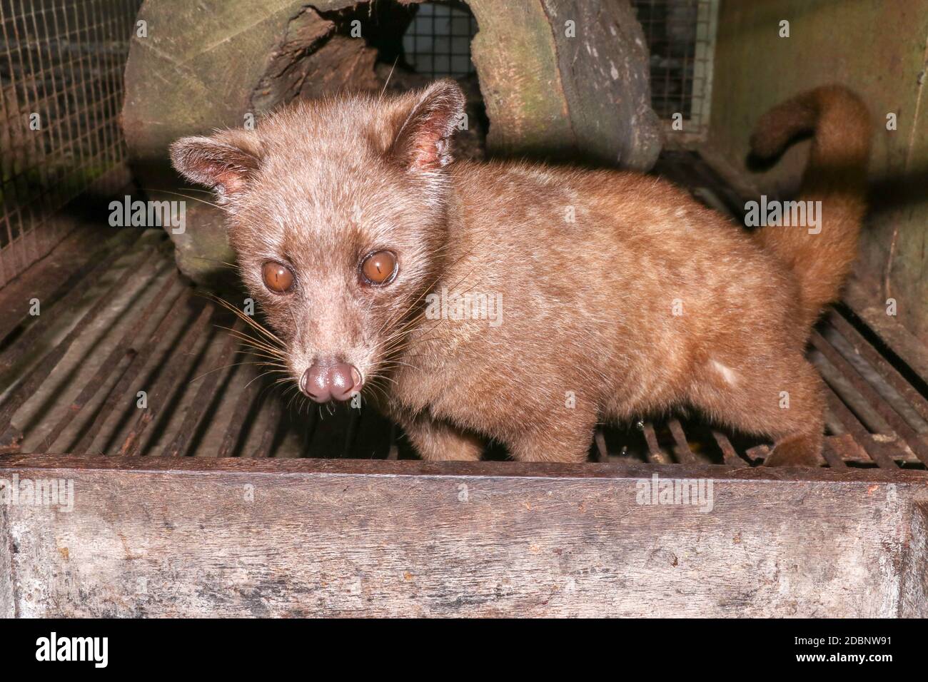 Palm Civet eats ripe robusta coffee berries. Portrait of nocturnal ...