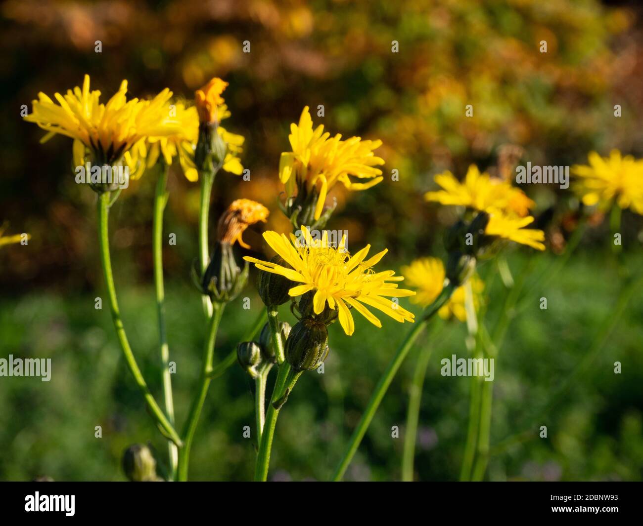 Hawkweed pollen hi-res stock photography and images - Alamy