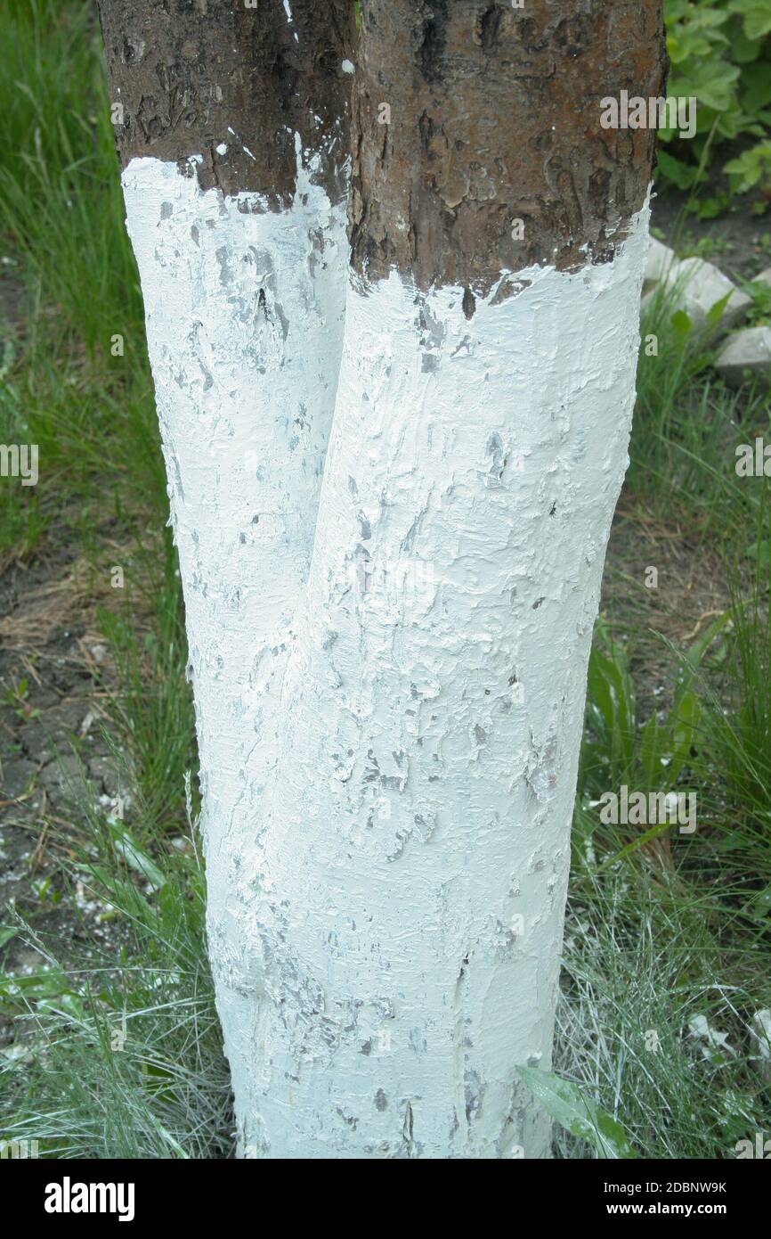 Apple tree trunk whitewashed for protection. Whitewashed trunk Stock ...