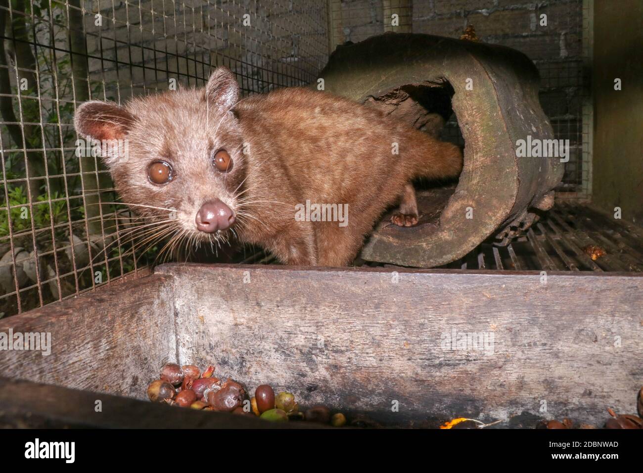 Asian Palm Civet - The animal used for the production of expensive ...