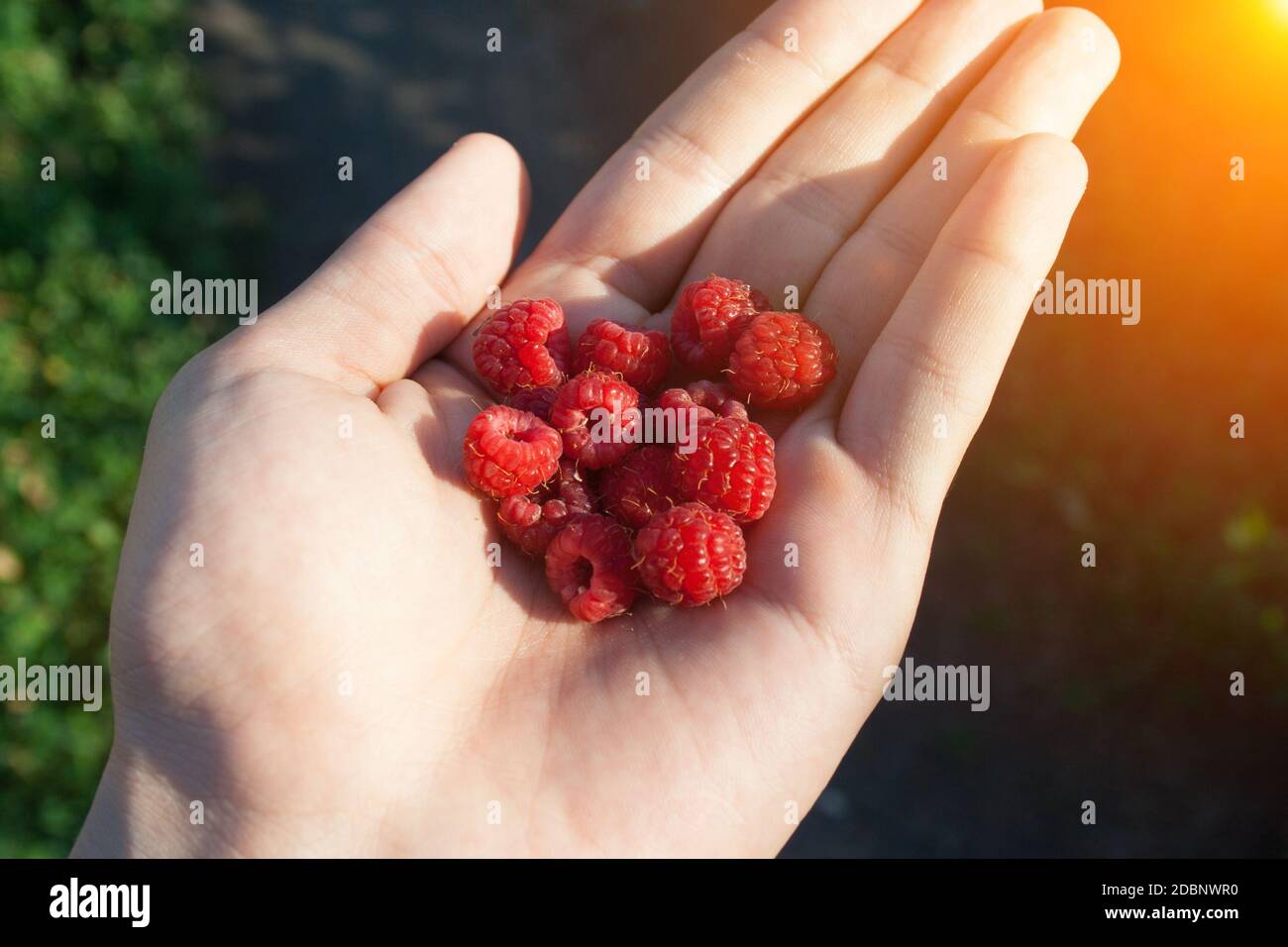 A handful of raspberries in a man's hand lit by the sun Stock Photo - Alamy
