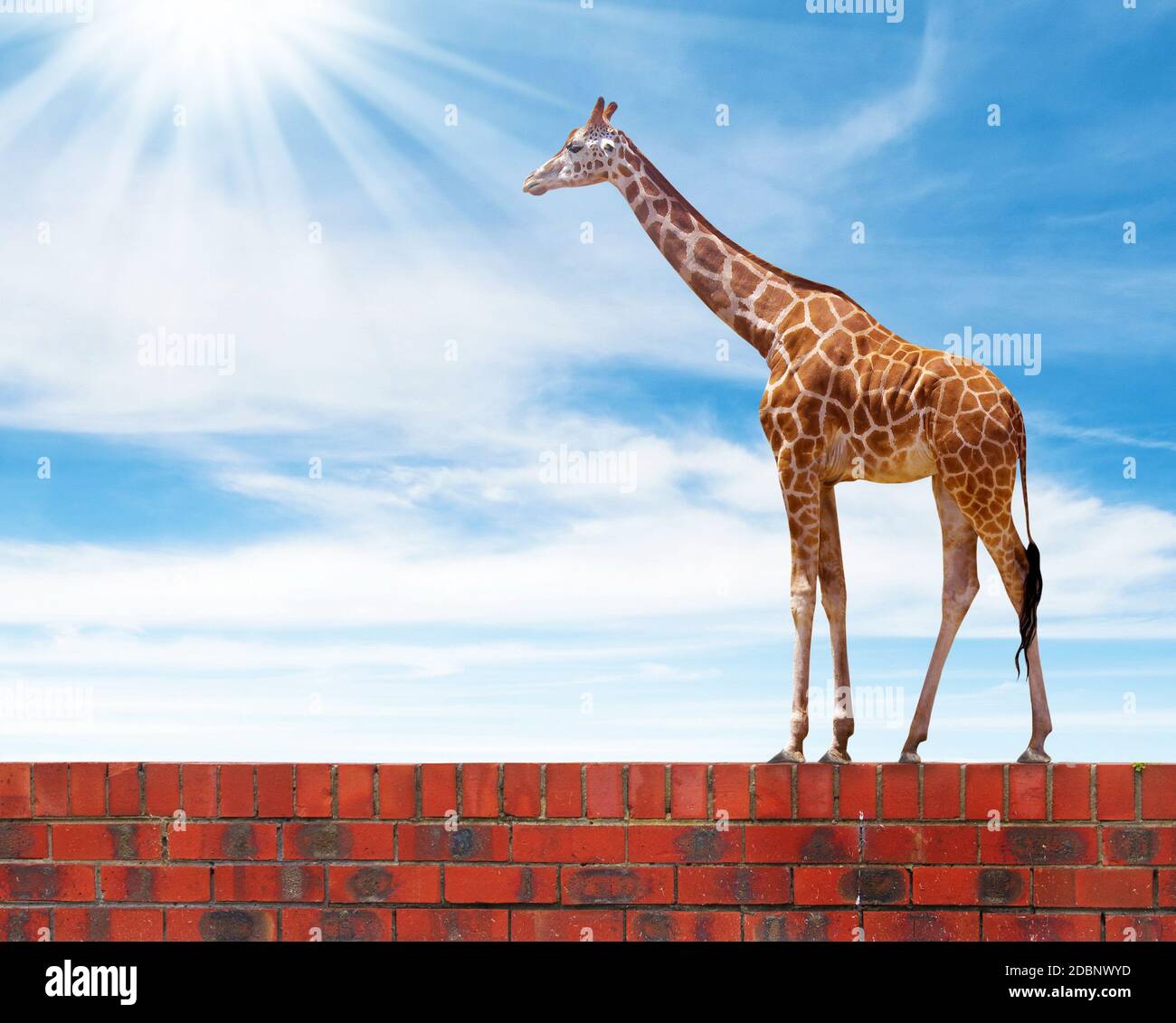 giraffe walking on brick surface Stock Photo - Alamy