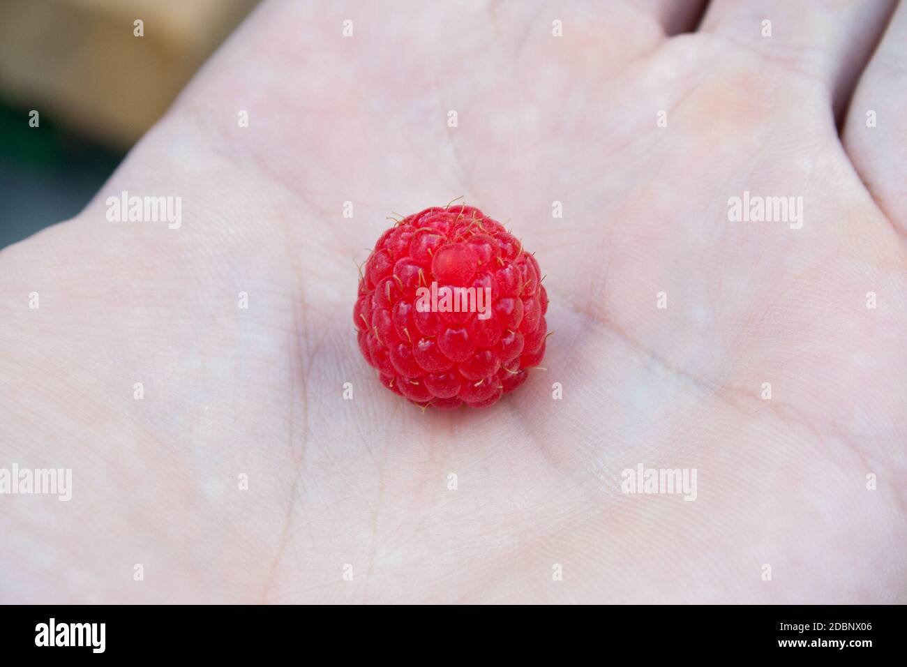 Red raspberry on man's hand close up Stock Photo - Alamy