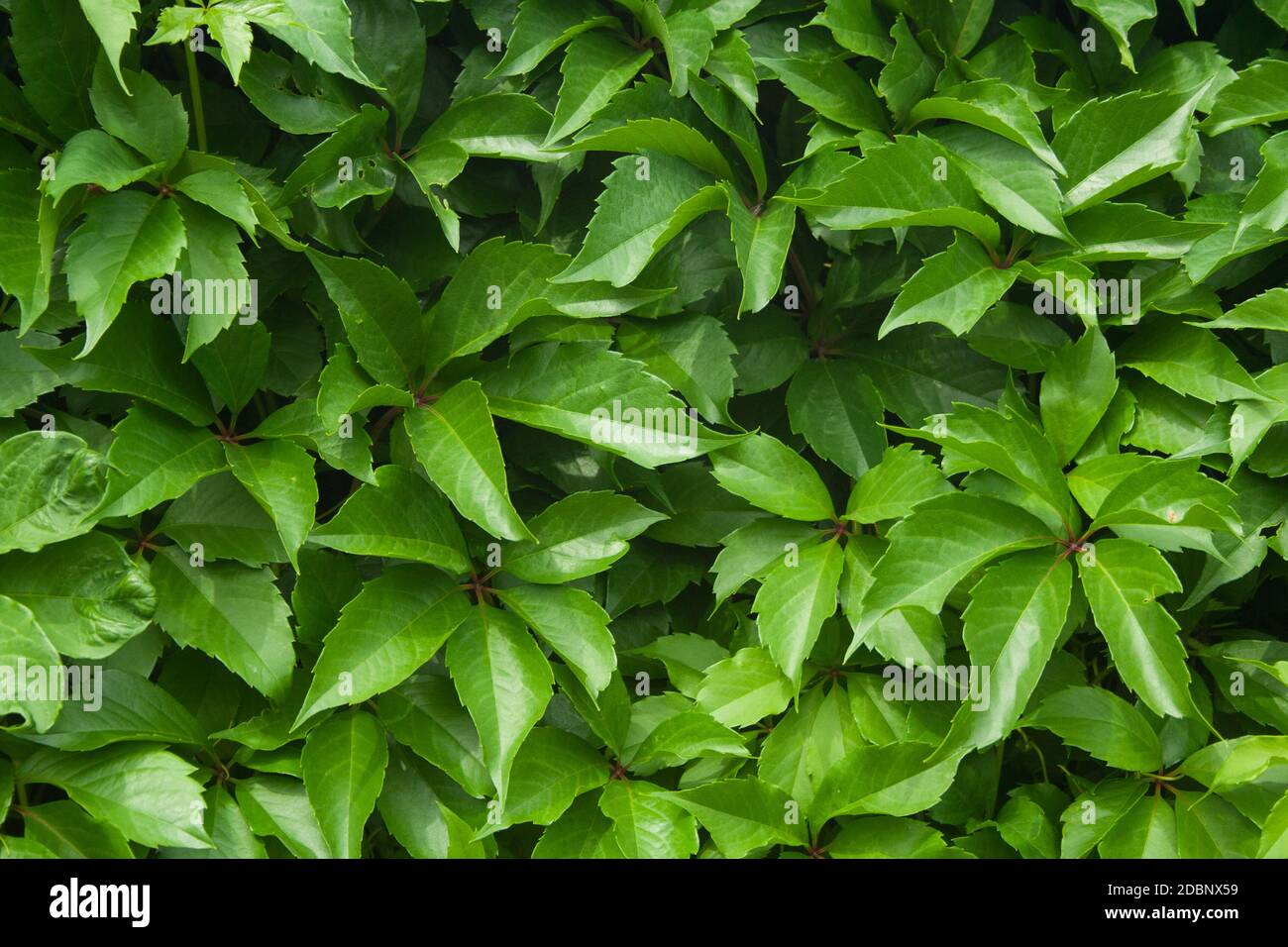 Green wall of virginia creeper background. Green foliage Stock Photo ...