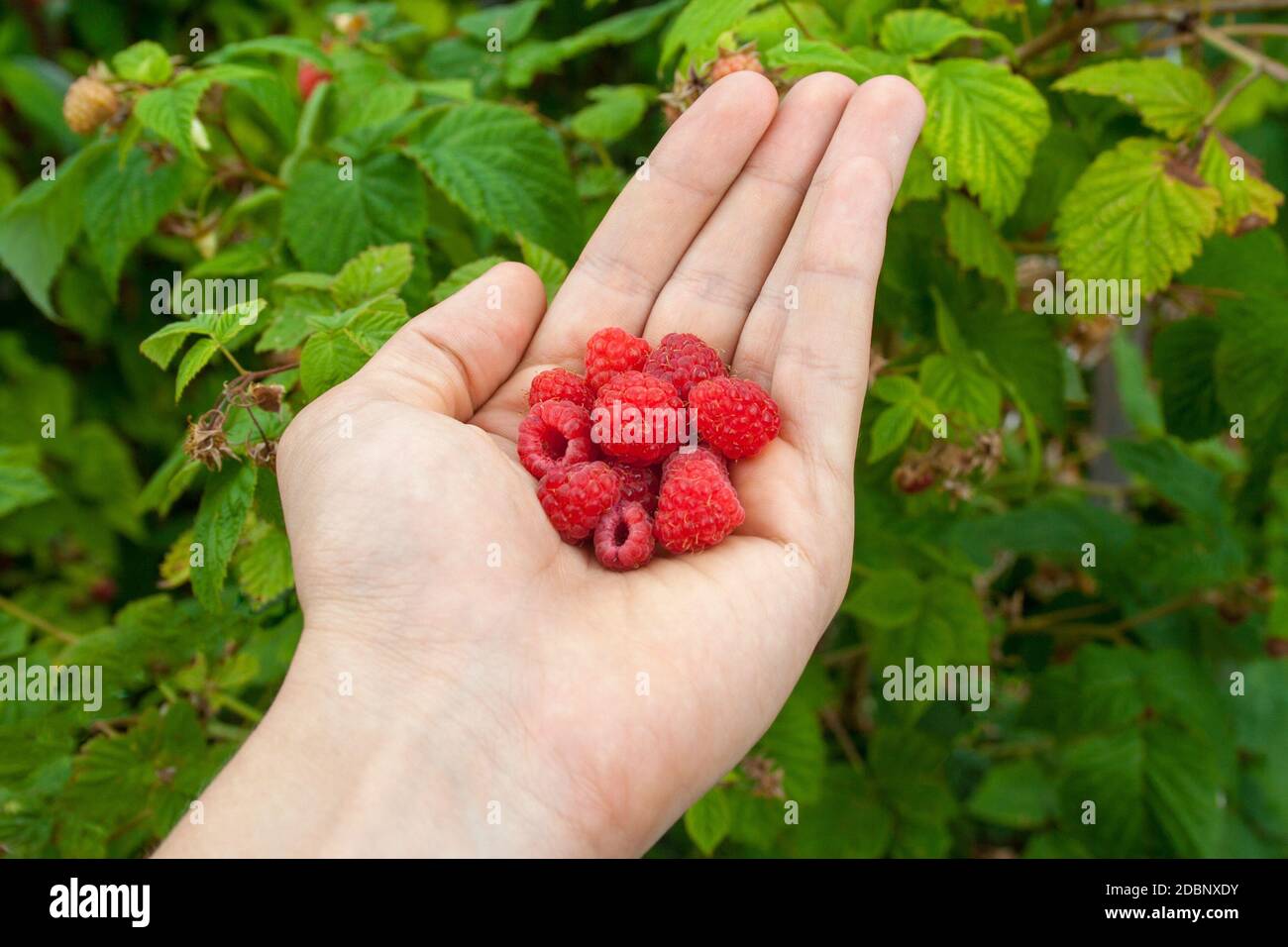 Hand picking raspberries in fruit farm hi-res stock photography and ...
