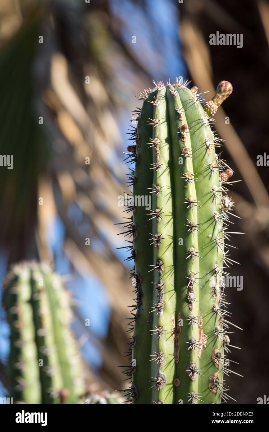 Sharp needles of a Cactus in Garden Stock Photo - Alamy