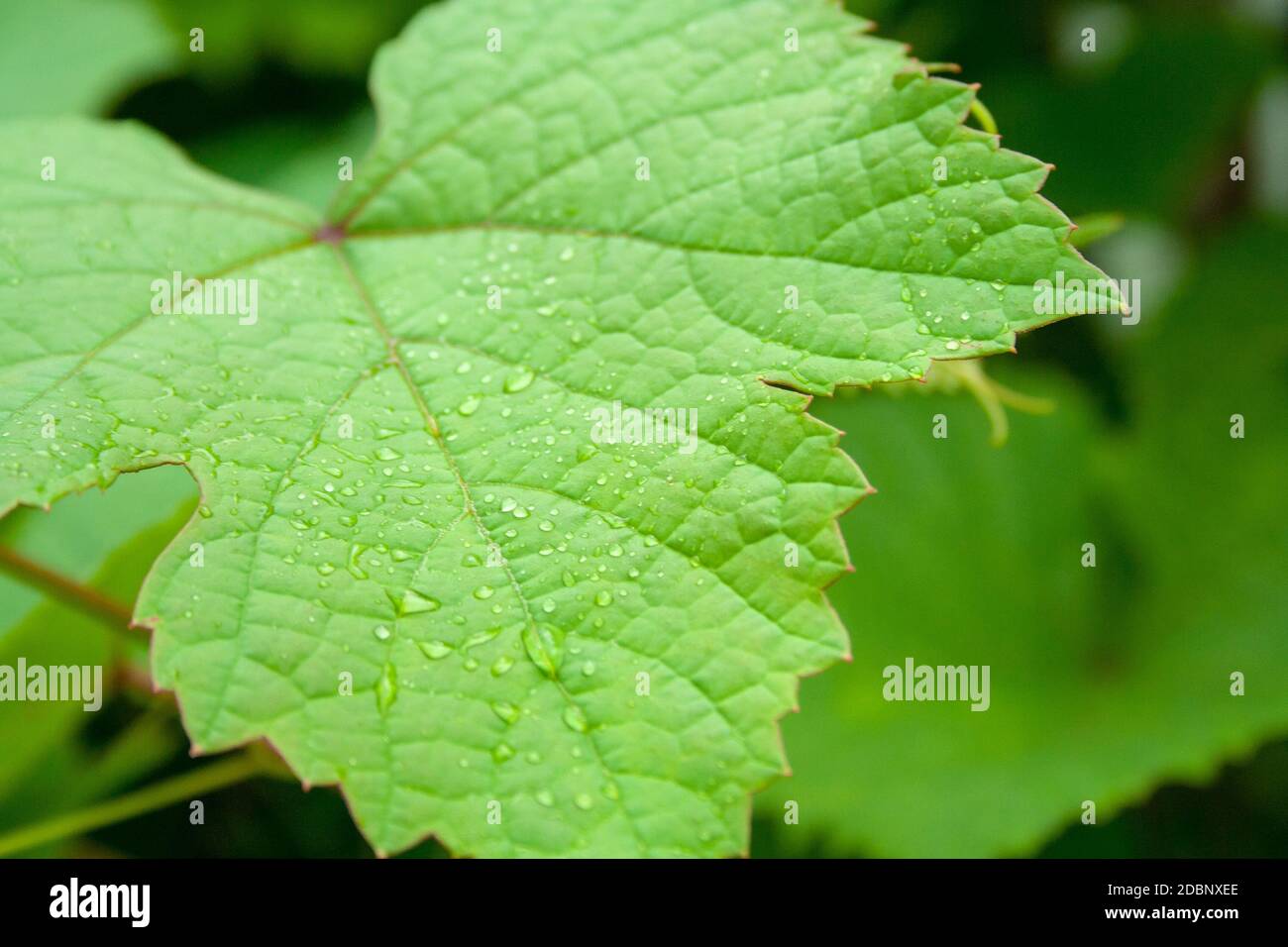 Grapes with rain drops hi-res stock photography and images - Alamy