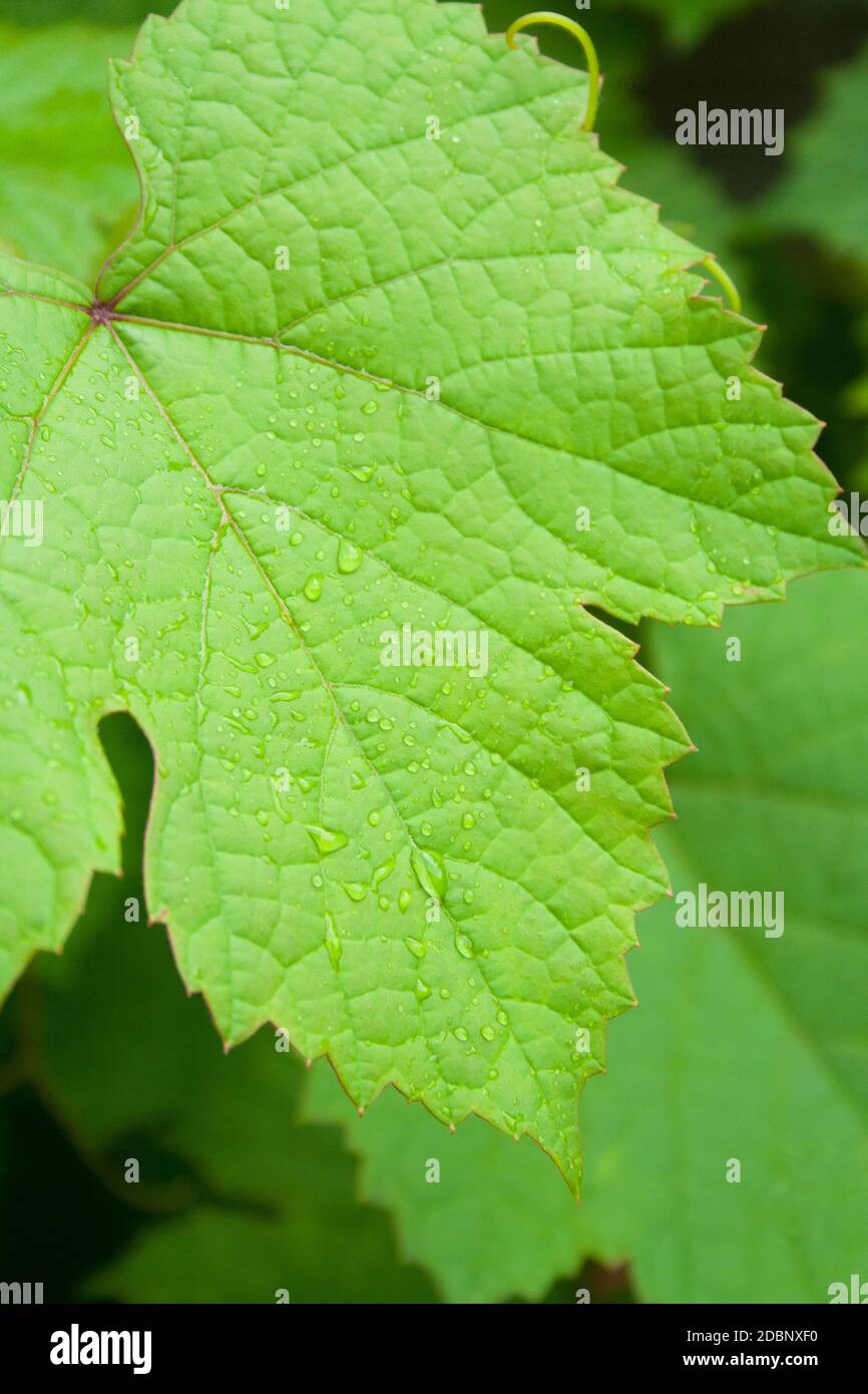 Grapes with rain drops hi-res stock photography and images - Alamy