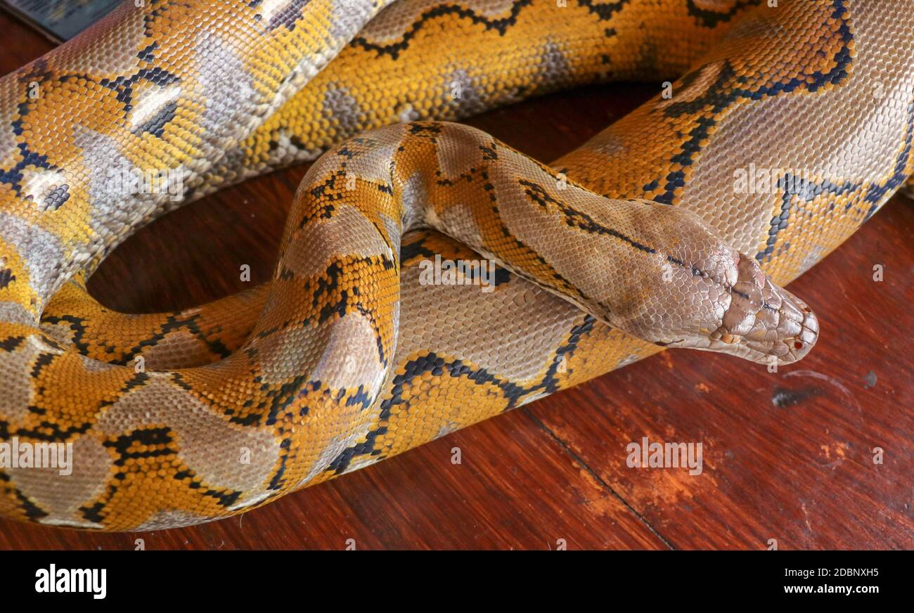 Gold Yellow Python, Albino snake with beautiful yellow texture. Pattern ...