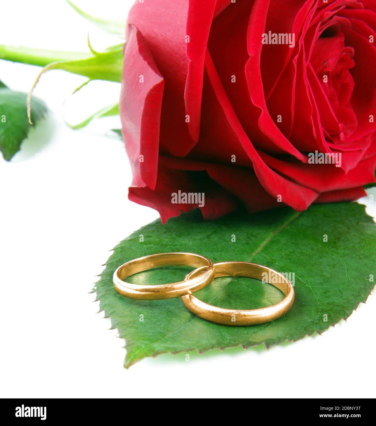 wedding rings with rose Stock Photo - Alamy