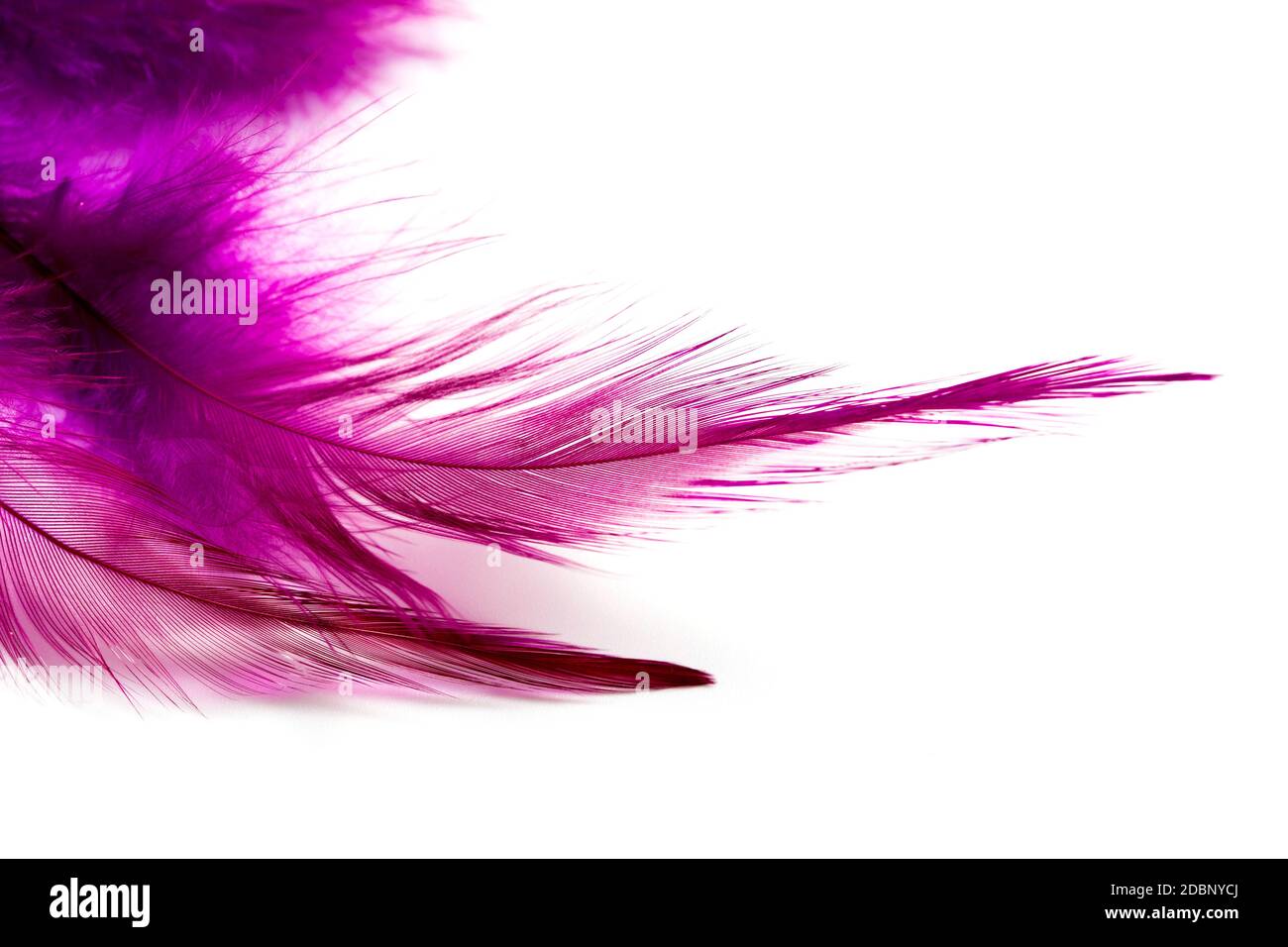 Violet bird Feather isolated on a white background Stock Photo - Alamy