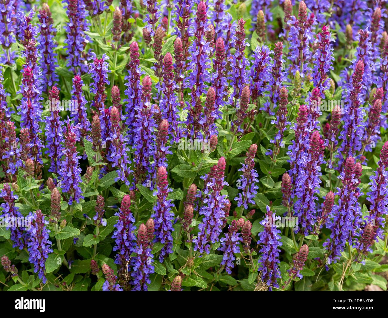 Closeup of the blue flowers of Salvia nemorosa, Sensation Sky Blue ...