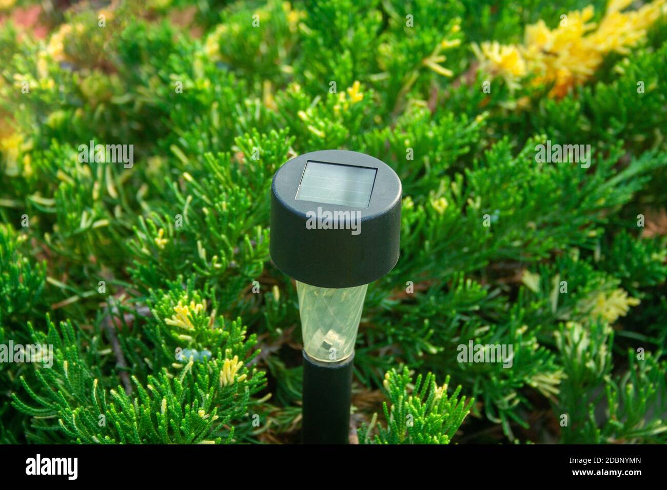 Solar Flashlight for Garden in the Juniper Bush Stock Photo - Alamy