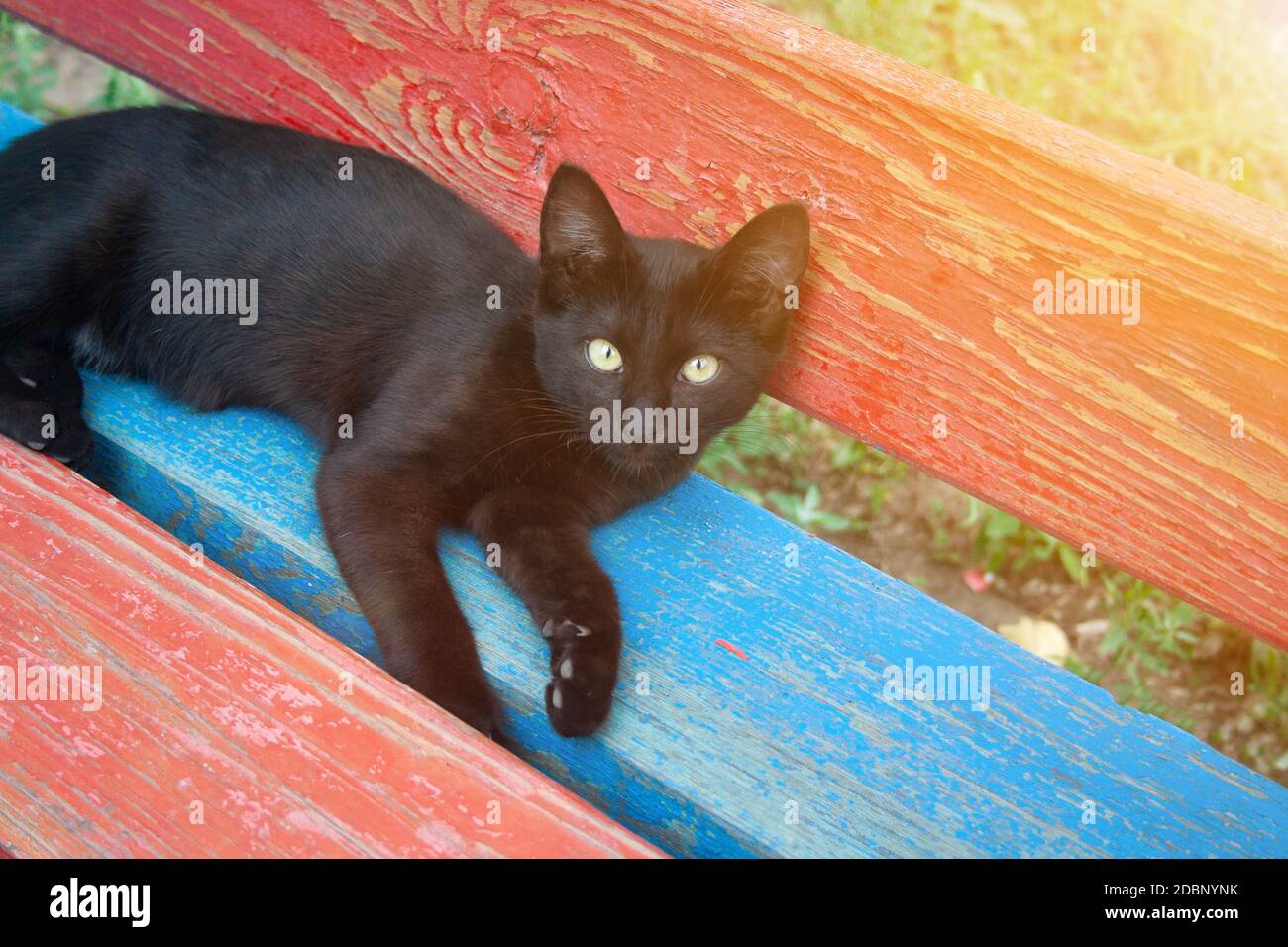 Multi colored cats hi-res stock photography and images - Alamy