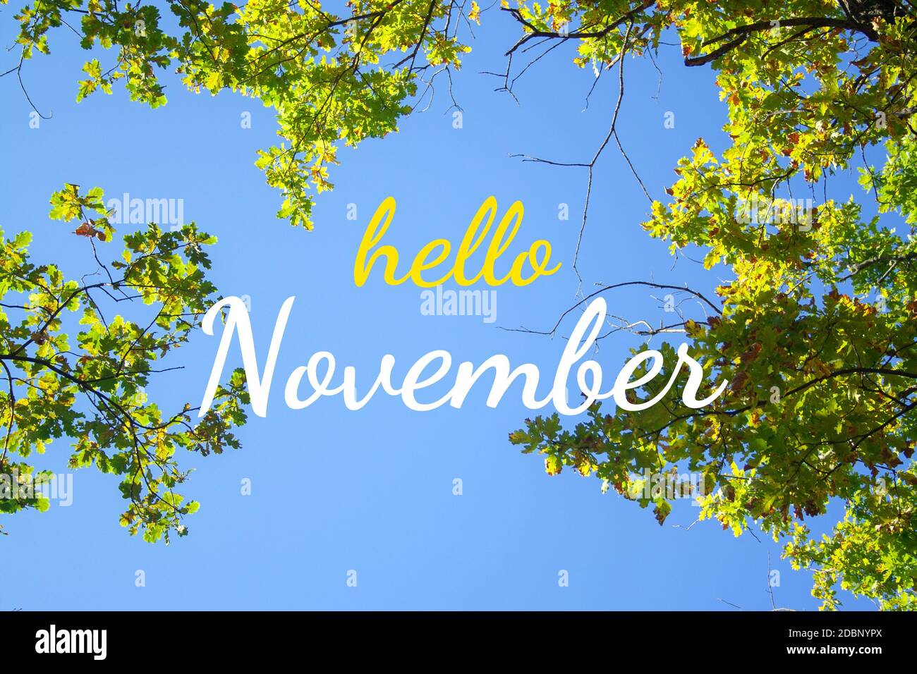 Sky with yellow oak branches background. Autumn landscape. Hello ...