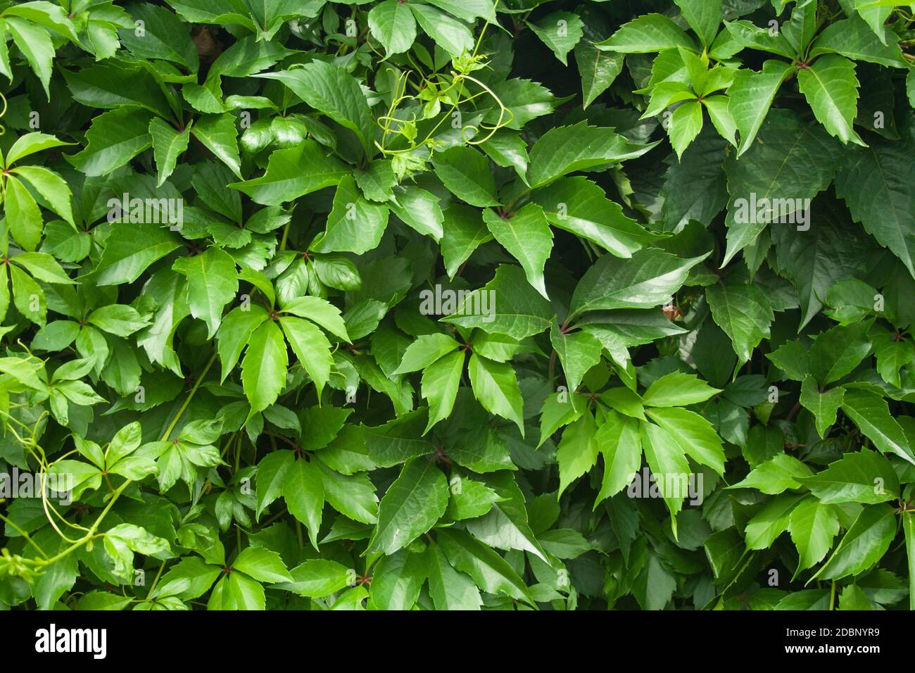 Green wall of virginia creeper background. Green foliage Stock Photo ...