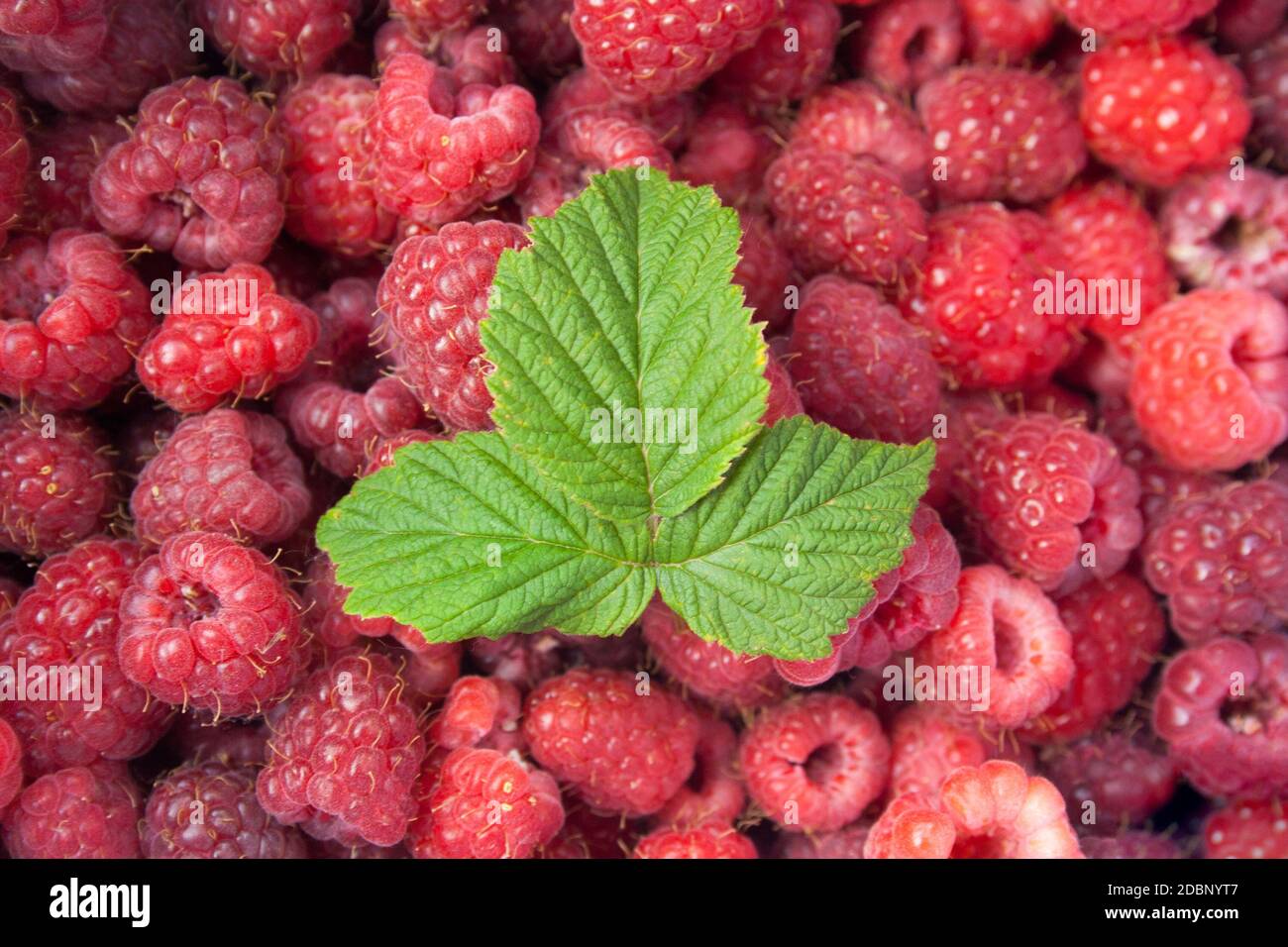 Green leaf of raspberry on heap of raspberries Stock Photo - Alamy