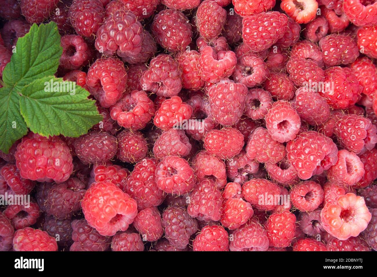 Green leaf of raspberry on heap of raspberries Stock Photo - Alamy