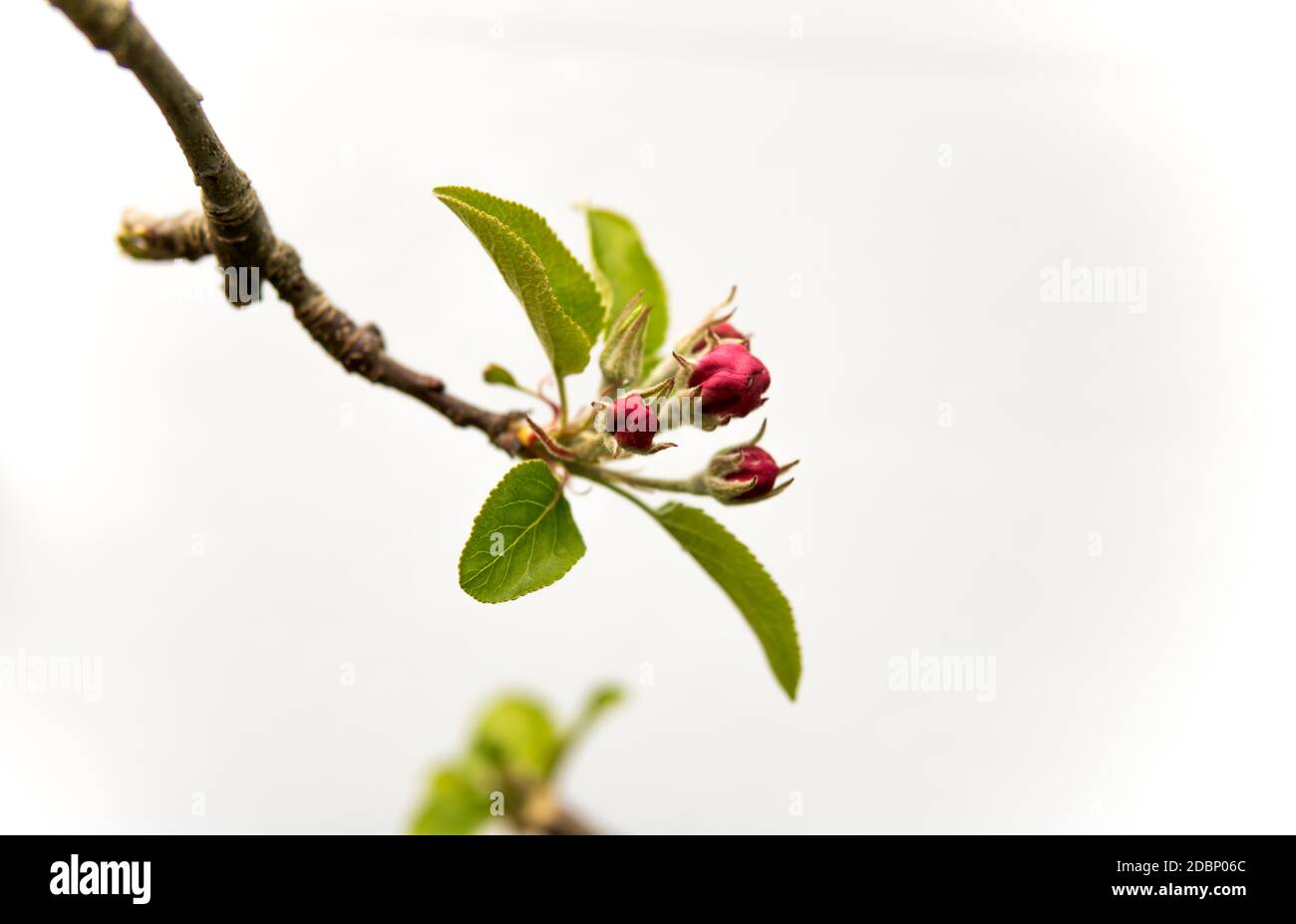 close up of small buds of apple tree flowers isolated over white ...