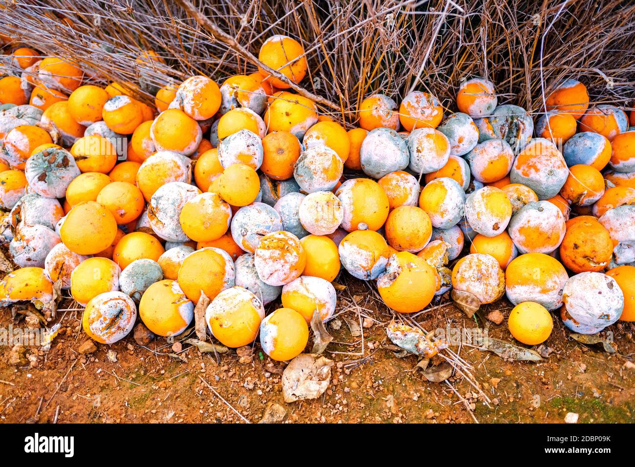 Fruit discarded and rotten by farmers on the ground of an orchard Stock ...