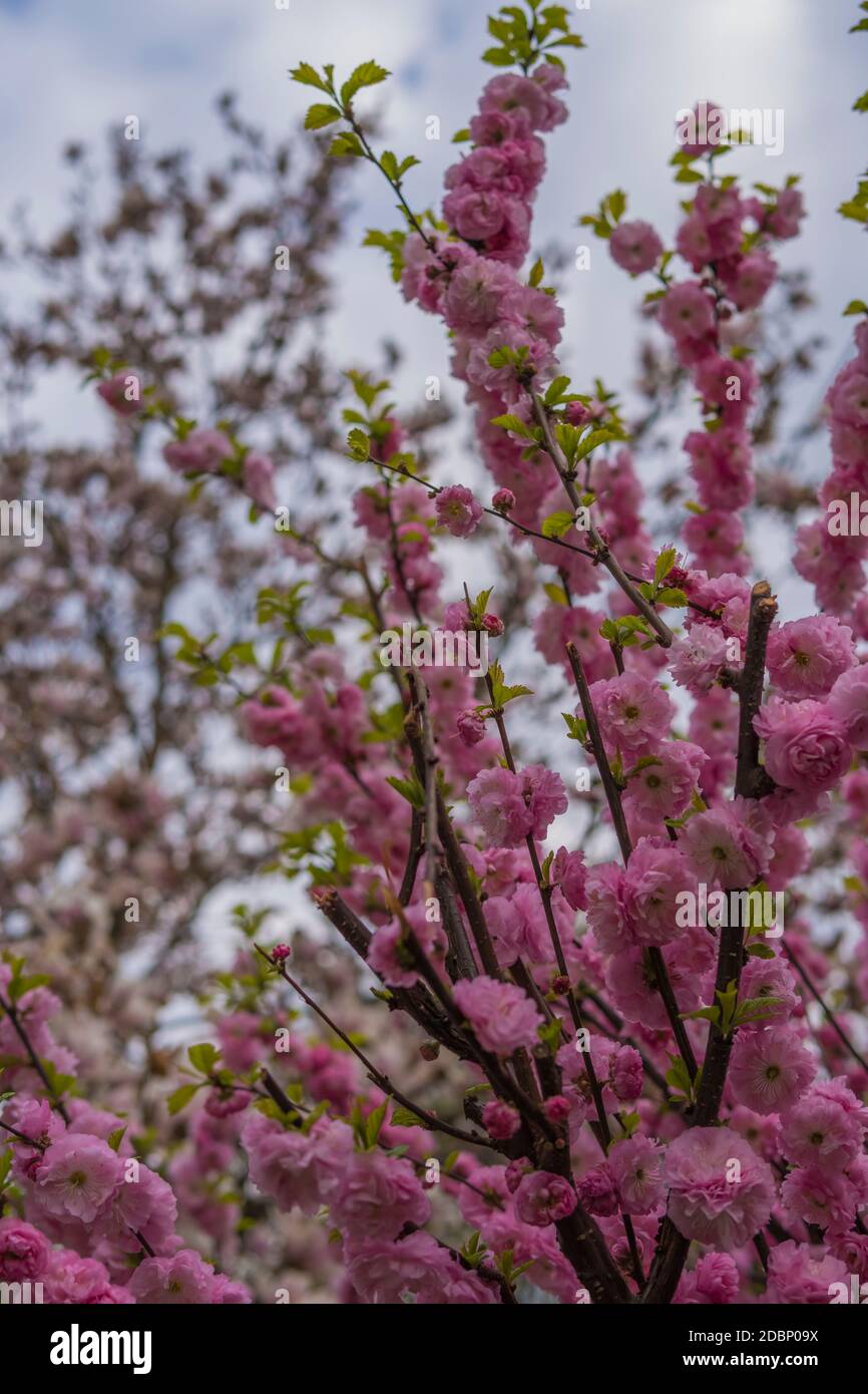 pink flowers of prunus triloba growing on a tree during spring season ...