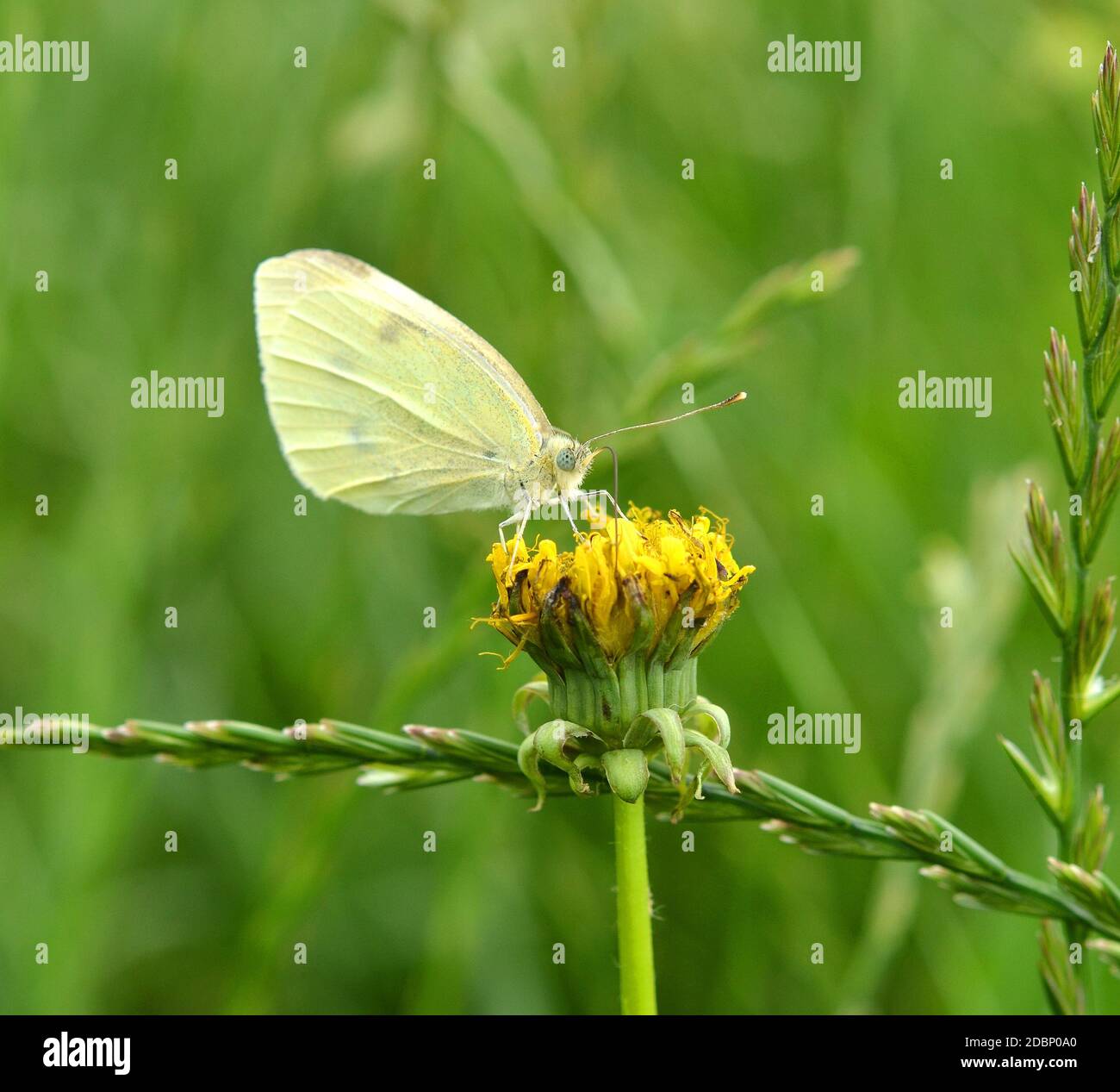 Flower pieris brassicae large white cabbage white hi-res stock ...