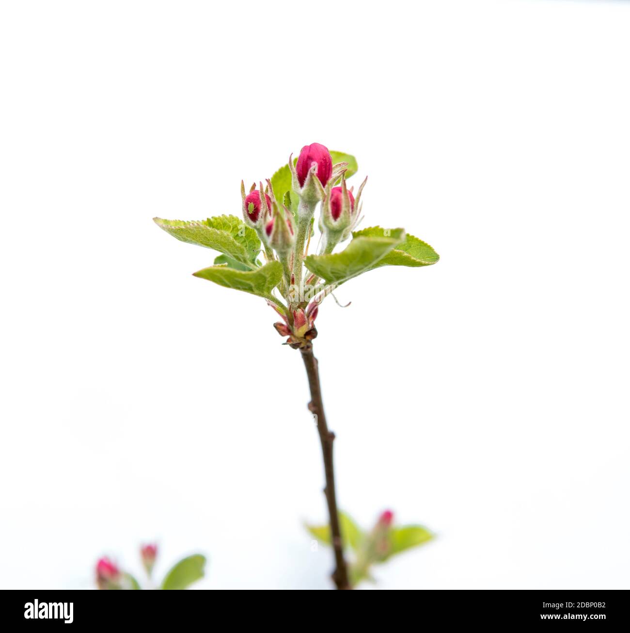 close up of small buds of apple tree flowers isolated over white ...