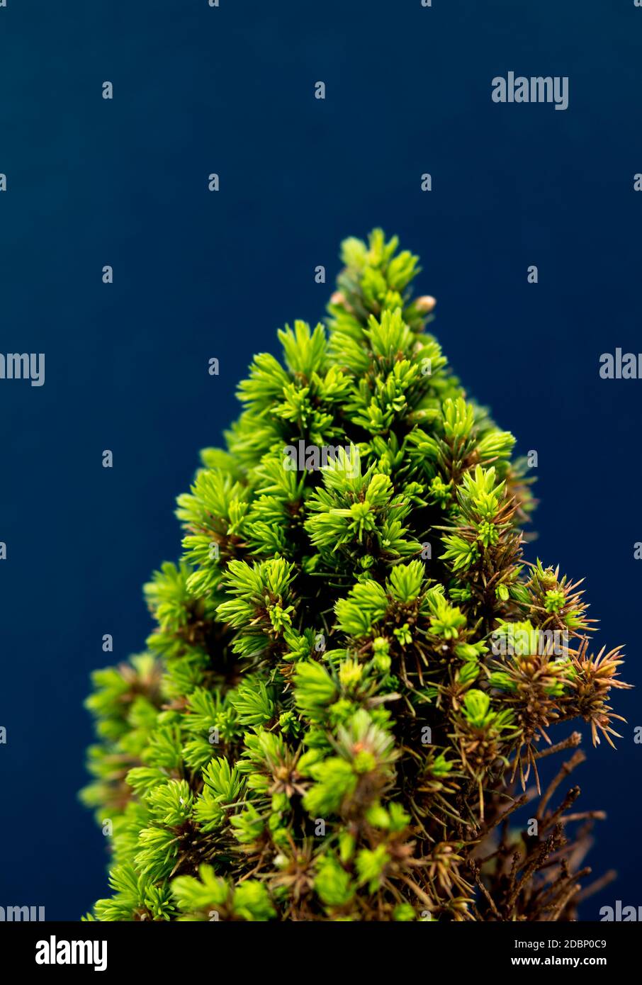 close up of a small evergreen tree with fresh needles over dark ...