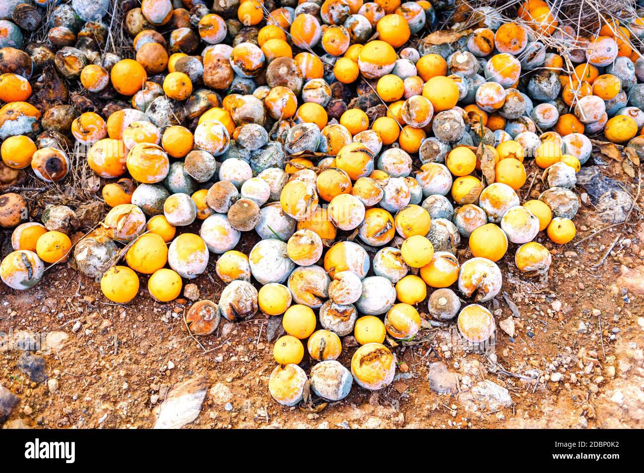Rotten and spoiled oranges in a fruit plantation Stock Photo - Alamy