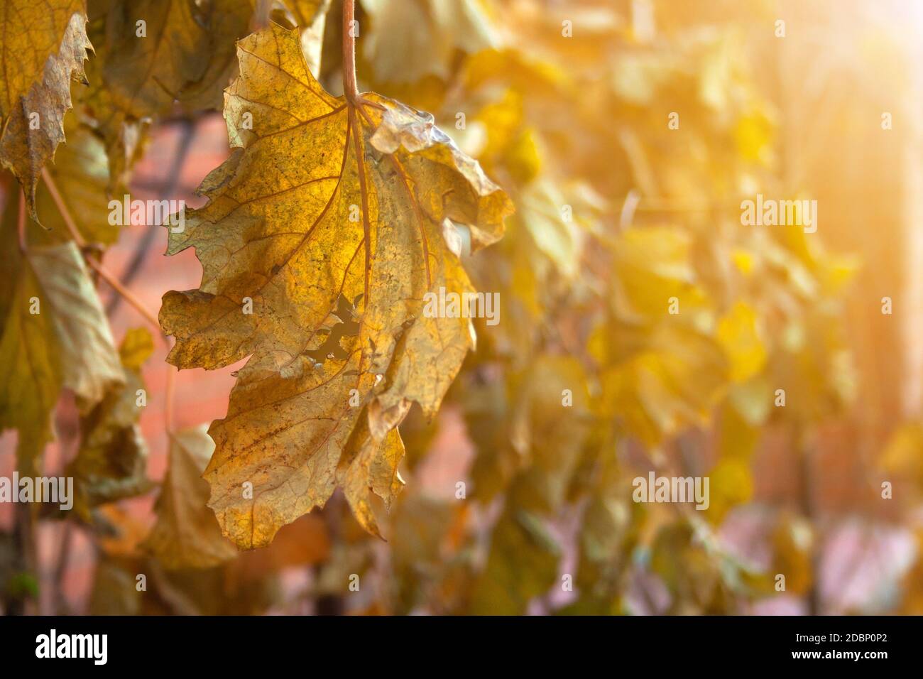 Faded leaf hi-res stock photography and images - Alamy