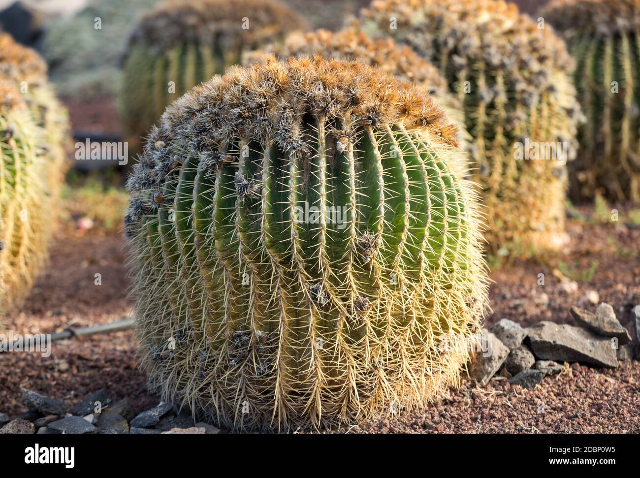 Echinocactus grusonii, popularly known as the golden barrel cactus ...