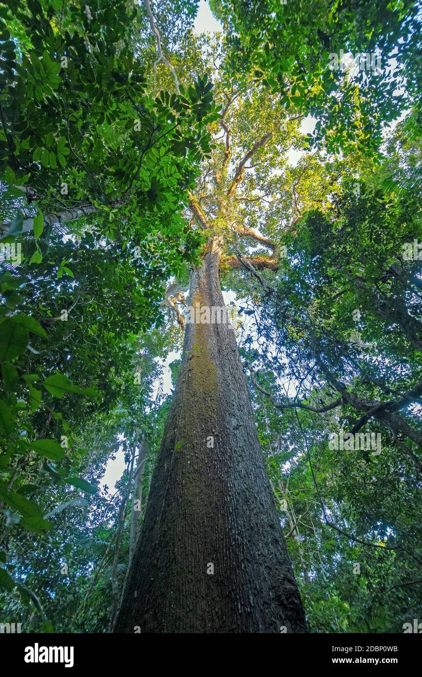 Ancient Brazil Nut Tree in the Amazon Rainforest near Alta Floresta ...