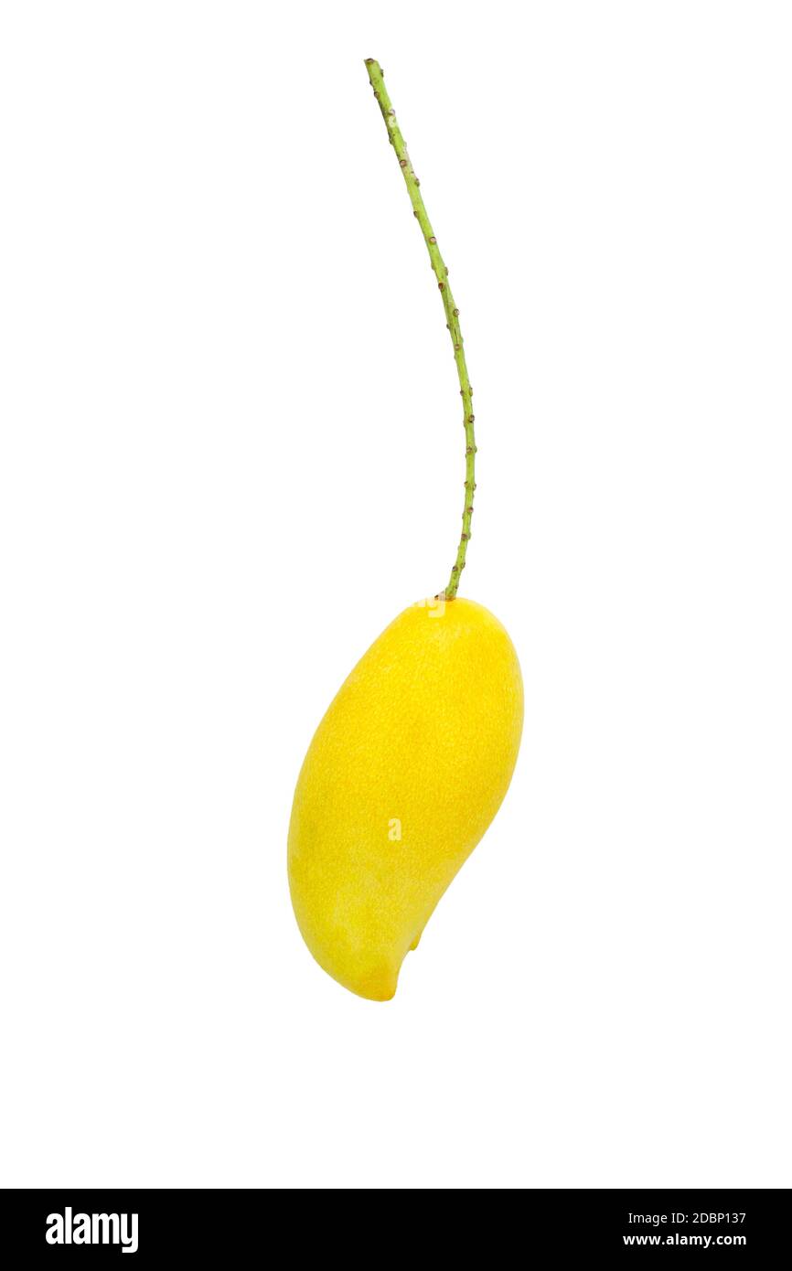 Yellow mango fruit isolated white background Stock Photo - Alamy