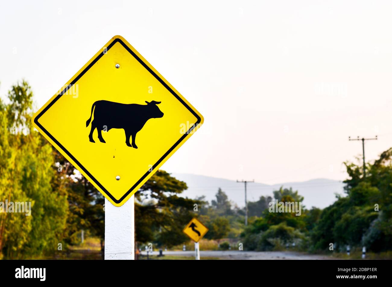 Cow warning sign on roadside Stock Photo - Alamy