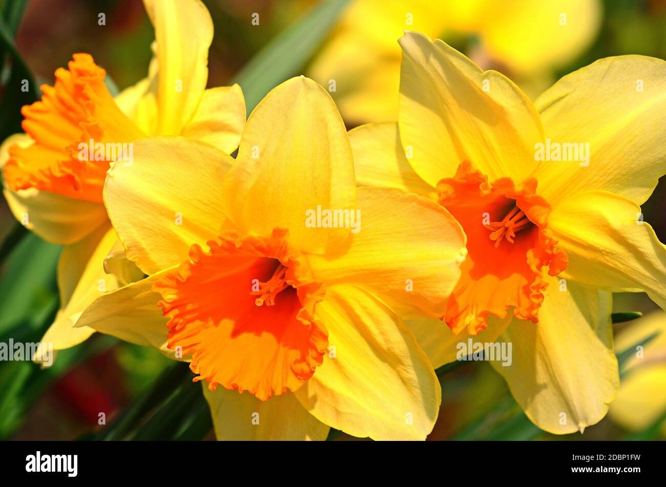 Daffodils your garden hi-res stock photography and images - Alamy