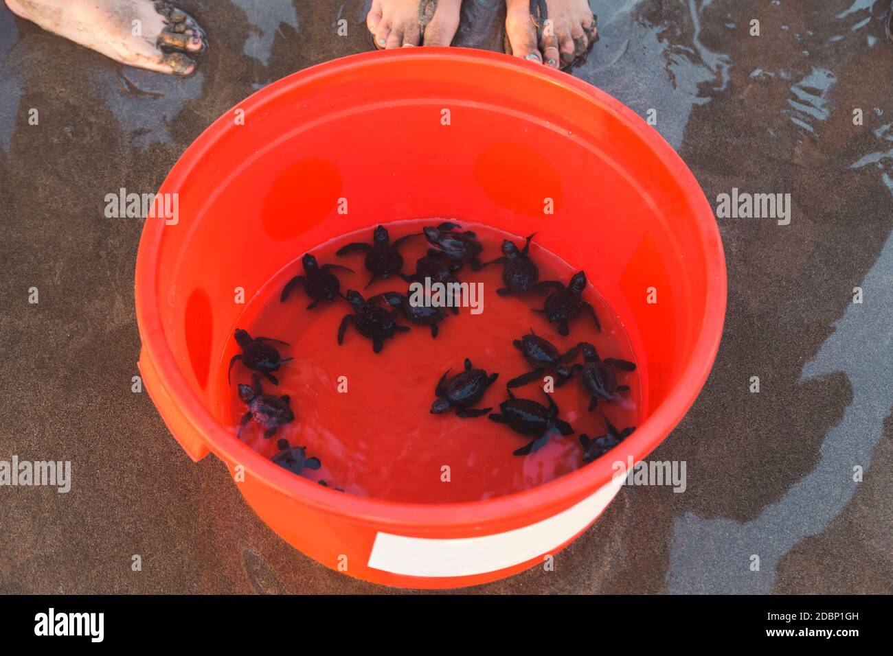 Young turtles in bucket on beach, Seminyak, Bali, Indonesia Stock Photo ...