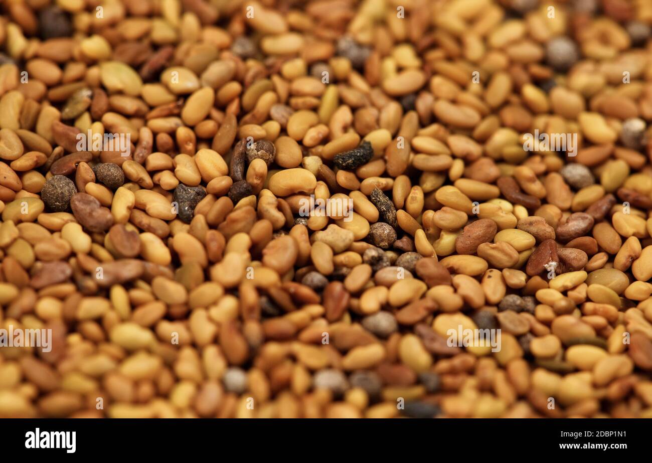 Alfalfa seeds for germination background for desing Stock Photo - Alamy