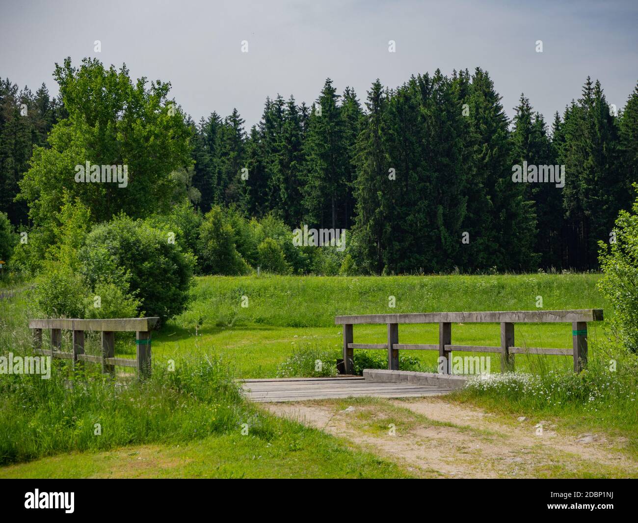 Walkway clearing forest hi-res stock photography and images - Alamy
