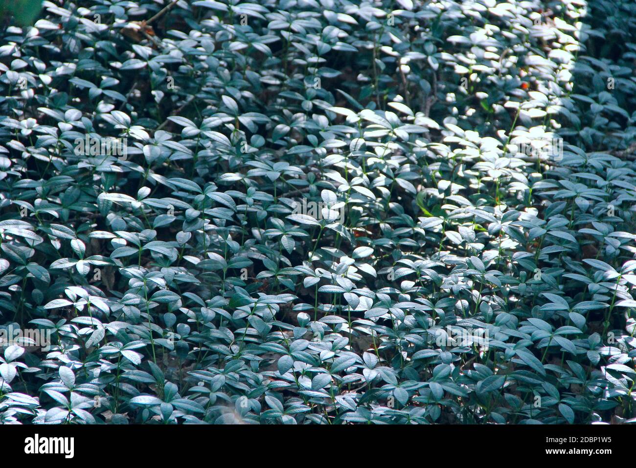 Green leaves of periwinkle grow in forest. Dense plants of Vinca minor ...