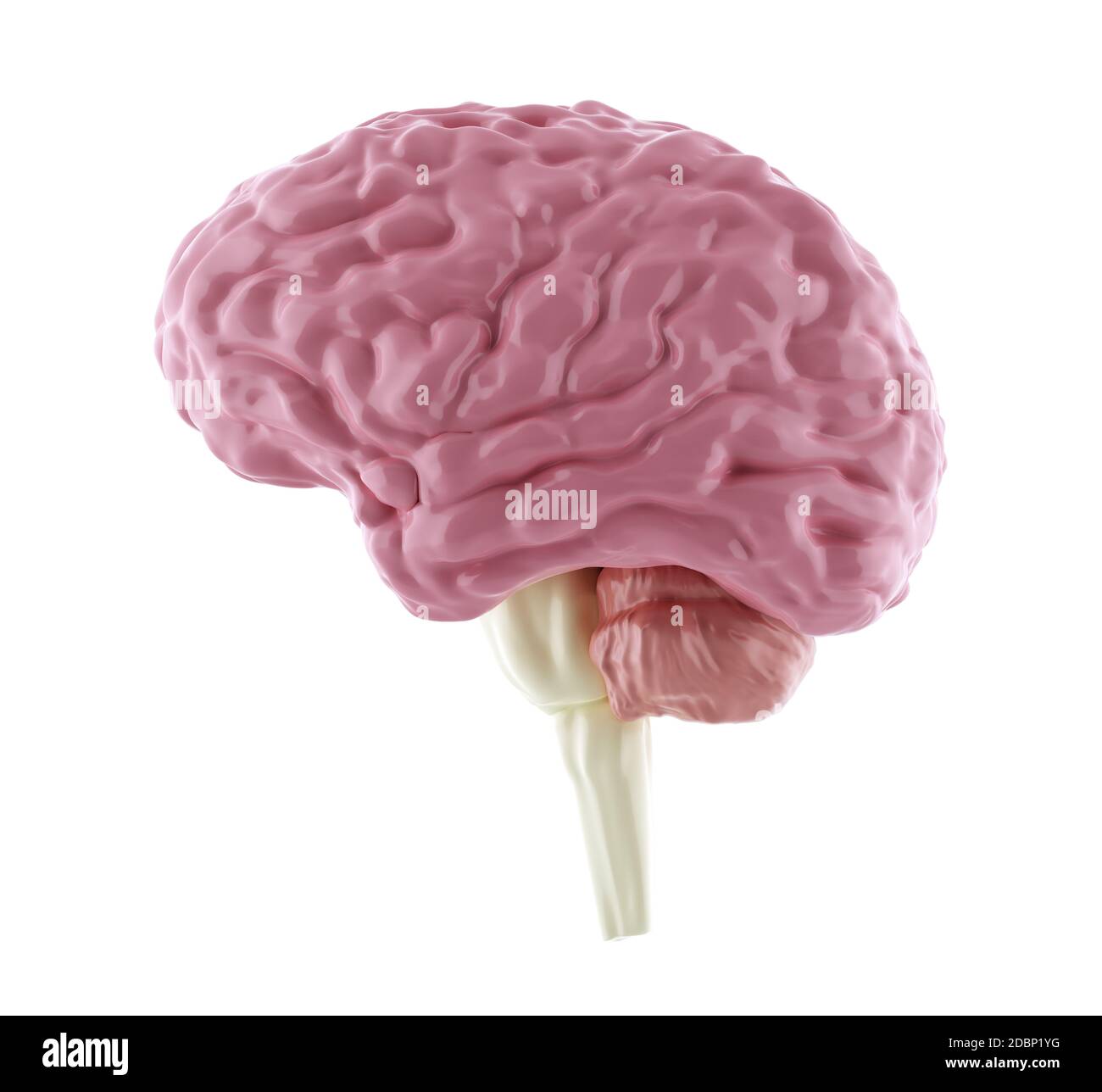 human brain model in profile isolated on white, 3d illustration Stock ...