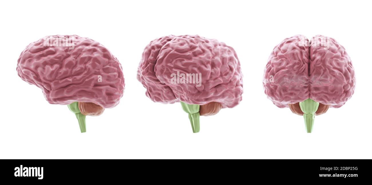 human brain model from different sides, isolated on white, 3d ...