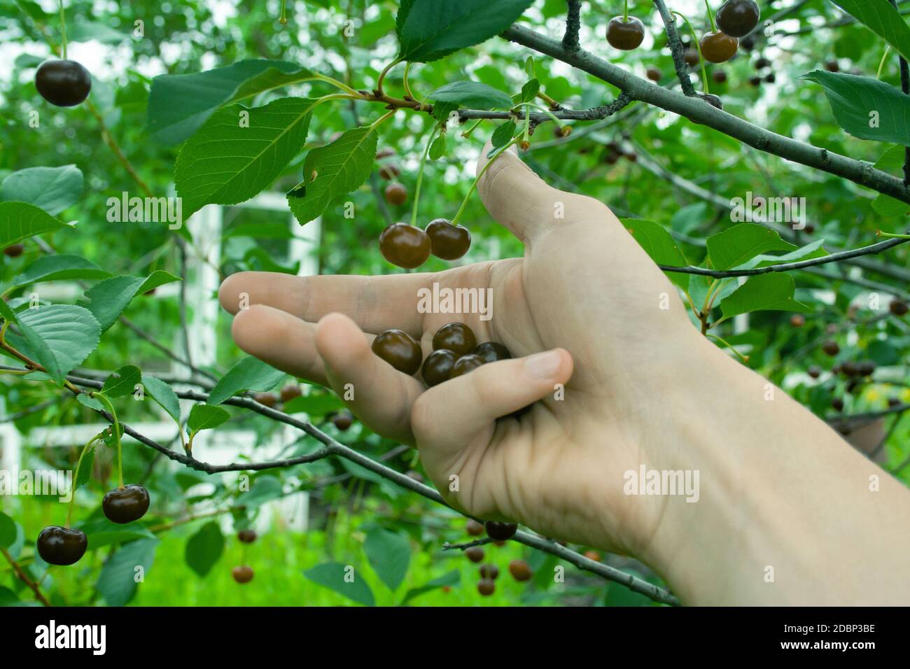 harvesting of fresh red and tasty cherries at summer cloudy day with ...
