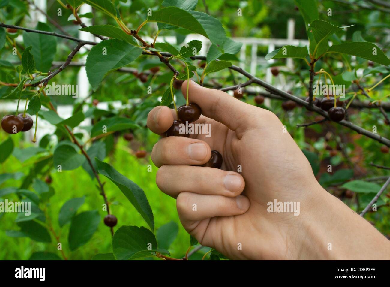 harvesting of fresh red and tasty cherries at summer cloudy day with ...