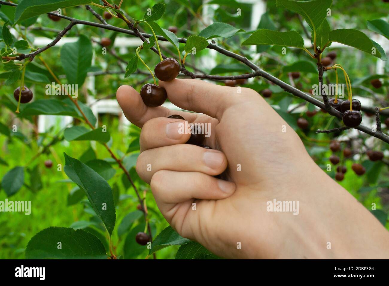harvesting of fresh red and tasty cherries at summer cloudy day with ...
