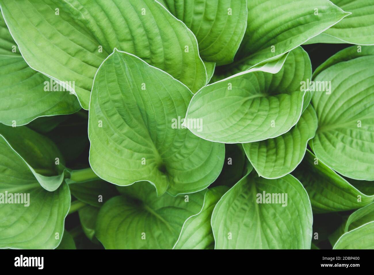 Green hosta leaves top view background. Big green fresh leaves pattern ...