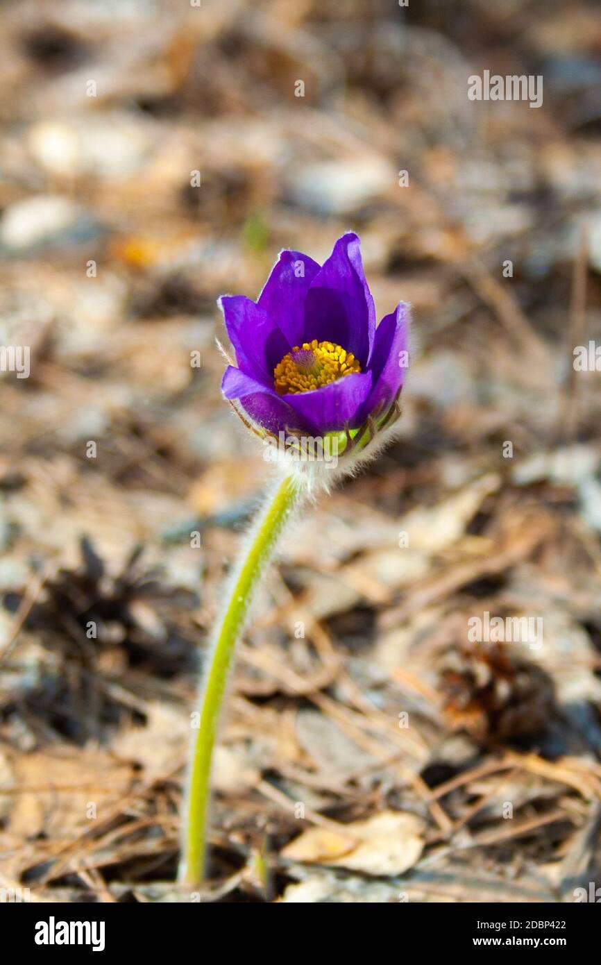 Beautiful spring purple flower pulsatilla grows in the forest at sunny ...