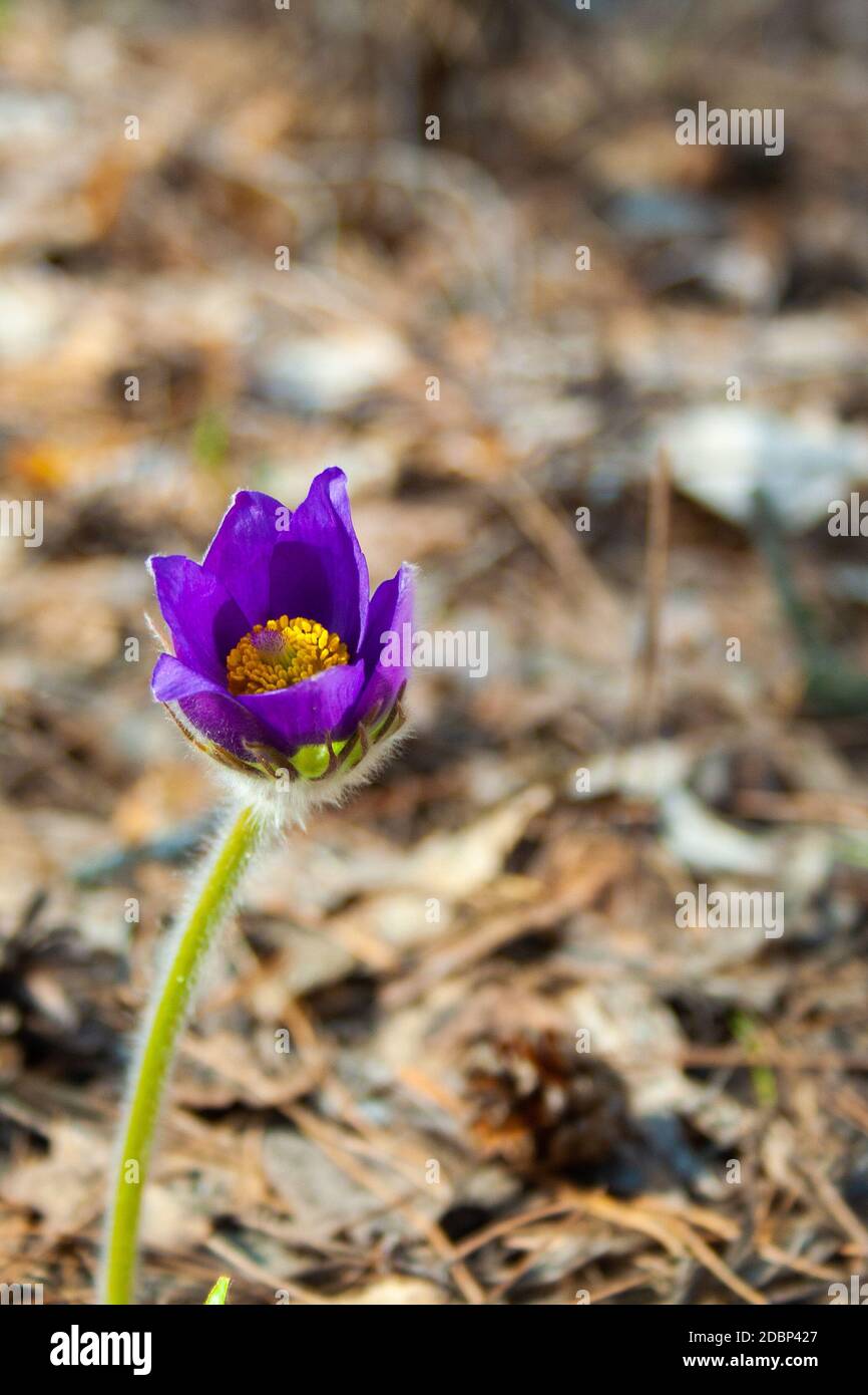 Beautiful spring purple flower pulsatilla grows in the forest at sunny ...