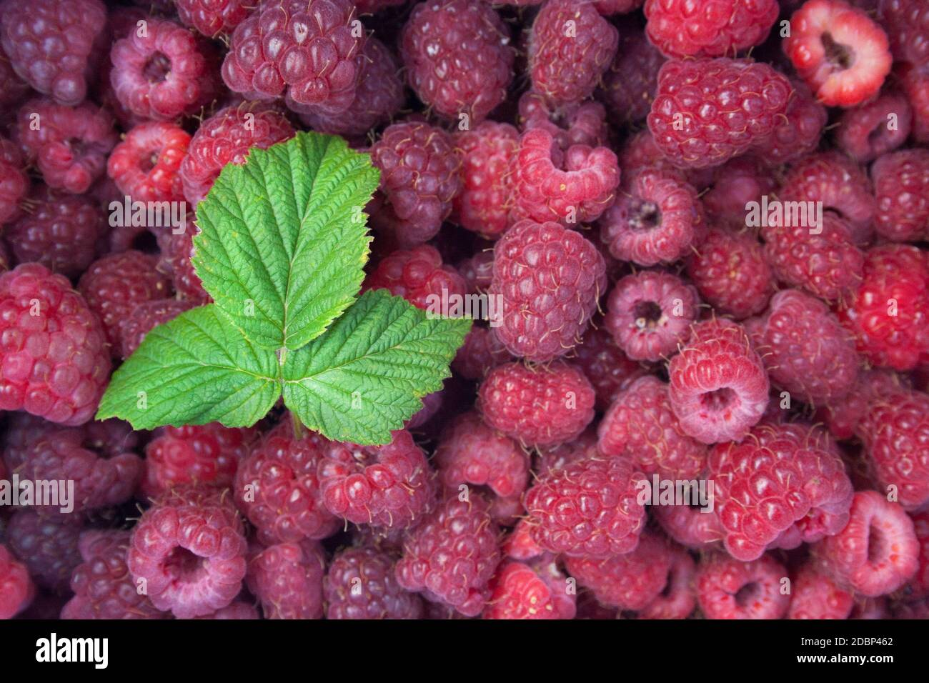 Green leaf of raspberry on heap of raspberries Stock Photo - Alamy