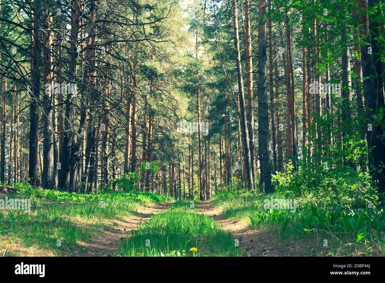 Summer green beautiful forest landscape with road. Beautiful green ...